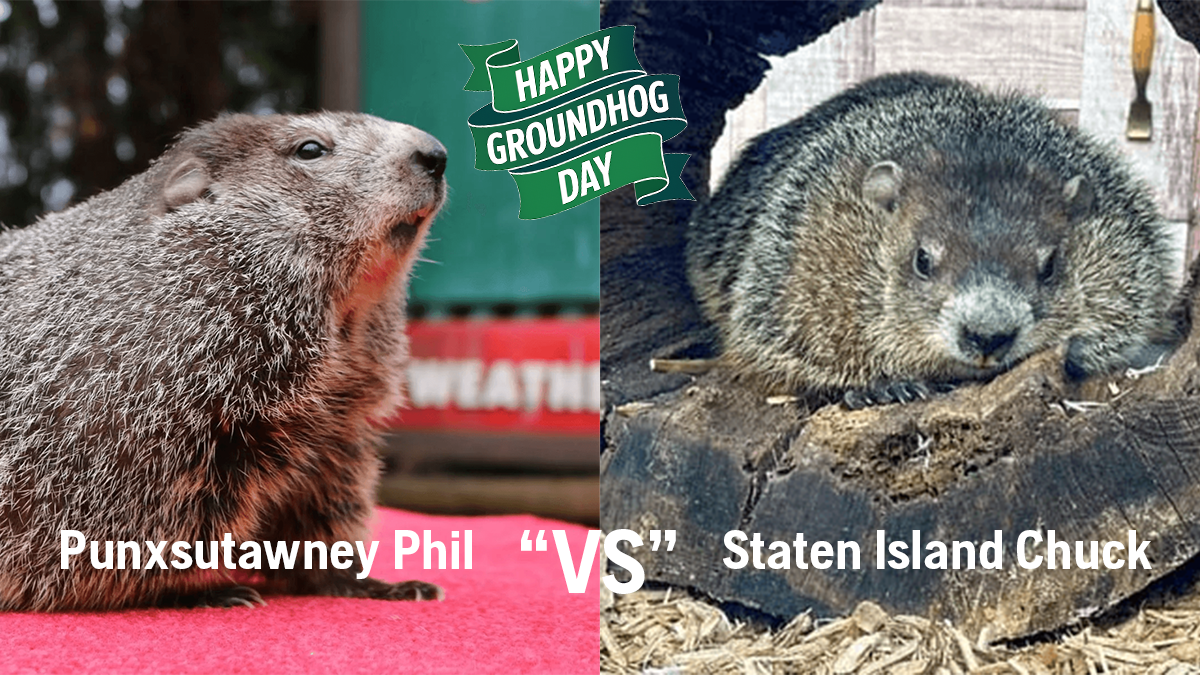Groundhog Rivalry: What Punxsutawney Phil and Staten Island Chuck Teach ...